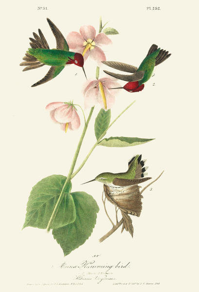 Anna Hummingbird by After John James Audubon | Paper Print | Met Custom ...